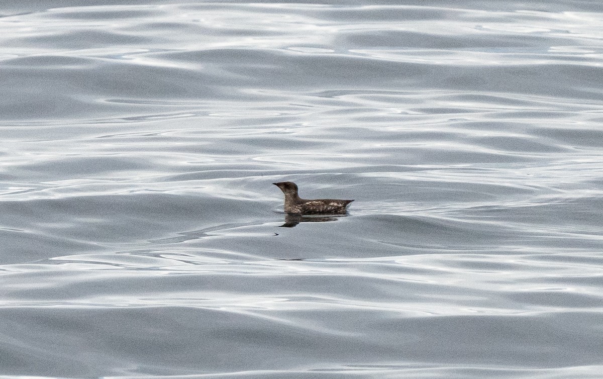 ML470065401 - Marbled Murrelet - Macaulay Library