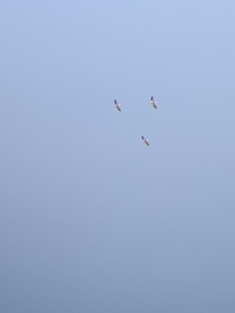 eBird Checklist - 25 Jul 2022 - Ferrari Ranch Ponds - 43 species