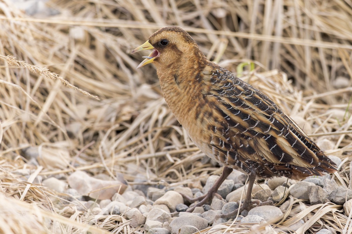 ML470129351 - Yellow Rail - Macaulay Library