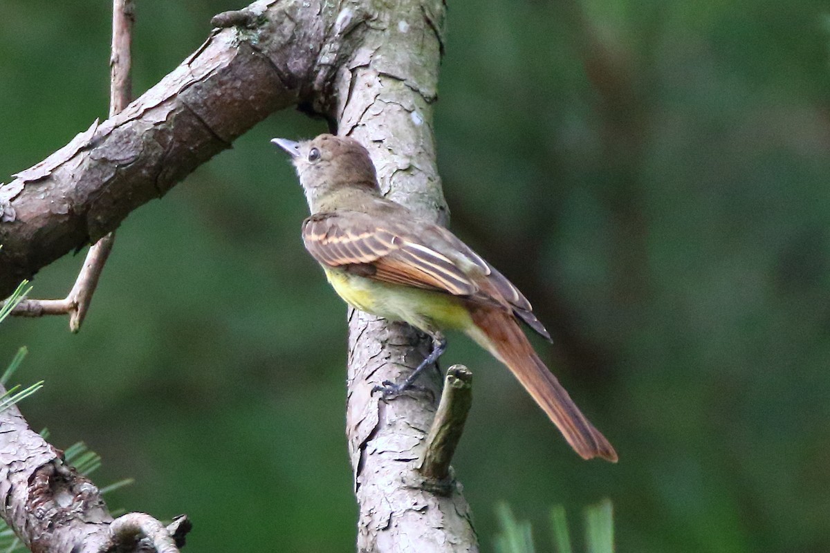 Maryland-DC Breeding Bird Atlas Checklist - 26 Jul 2022 - Quinn Road ...