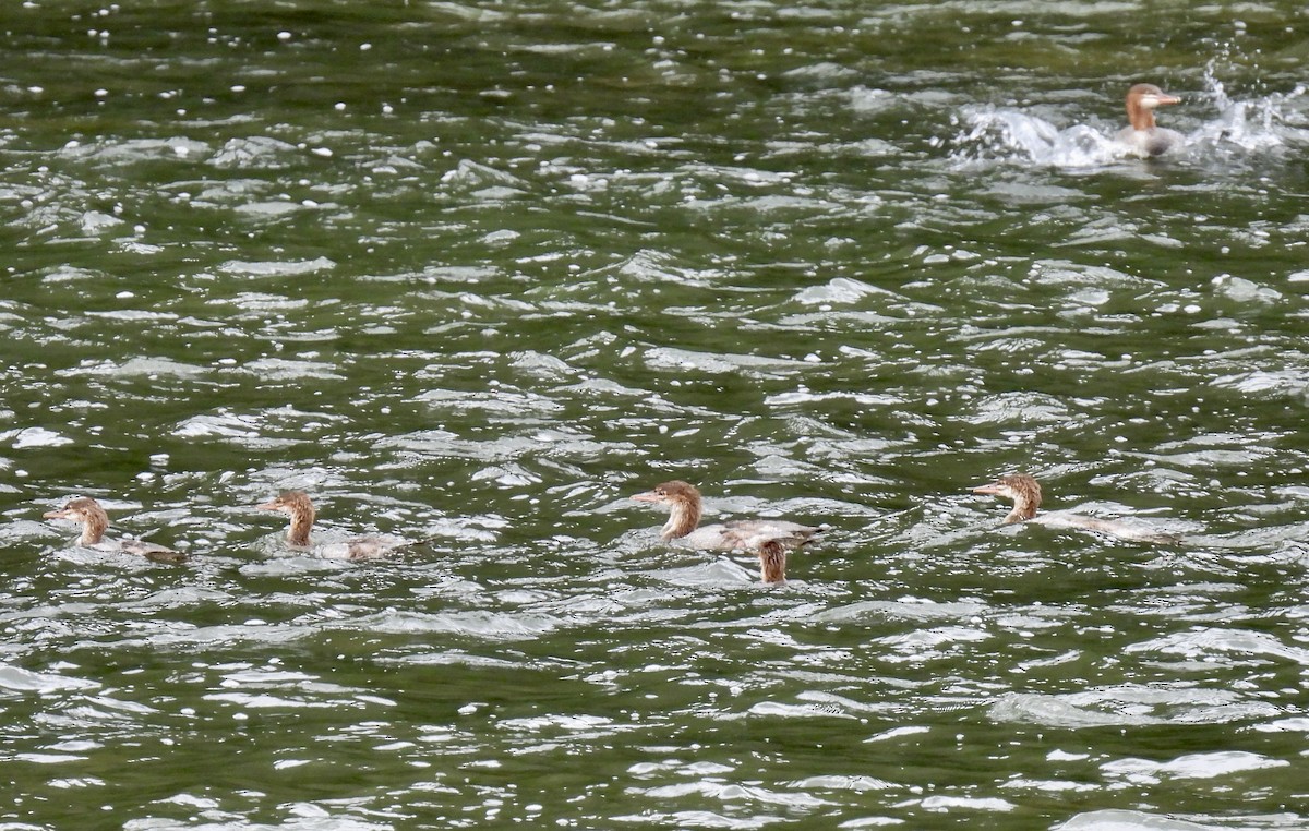 eBird Checklist - 26 Jul 2022 - Mormon Baptism Site - 24 species