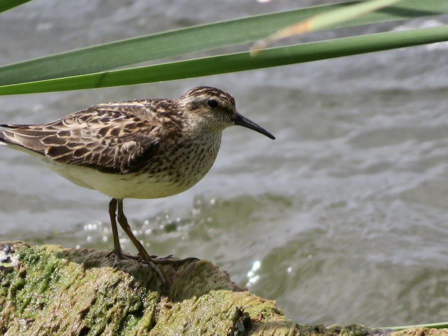 Calidris pequeño sp. - eBird
