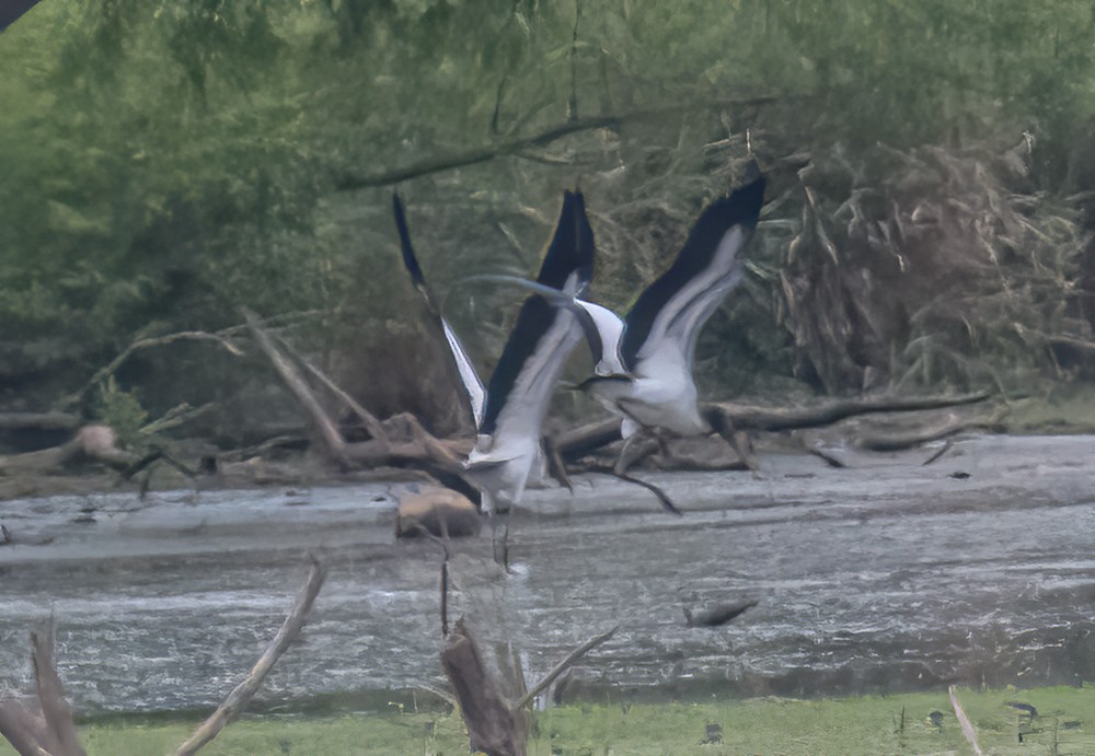 eBird Checklist - 26 Jul 2022 - Octoraro Reservoir--Mt. Eden Rd ...