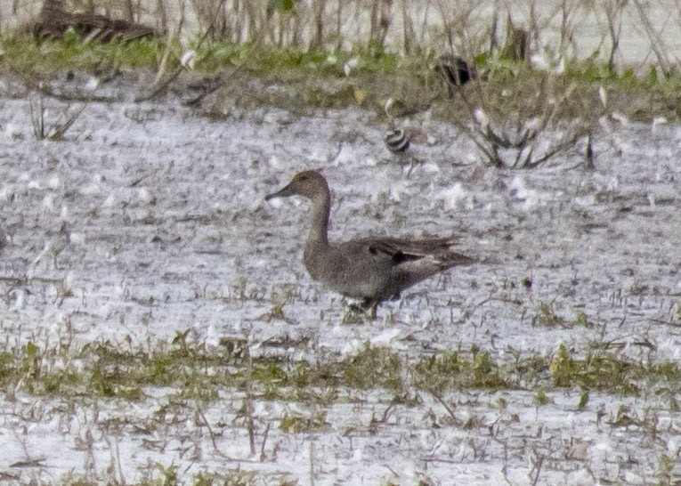 eBird Checklist - 24 Jul 2022 - Fruitgrowers Reservoir--North Road ...