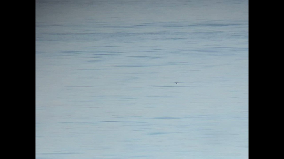 eBird Pacific Northwest Checklist - 26 Jul 2022 - Carkeek Park - 45 ...