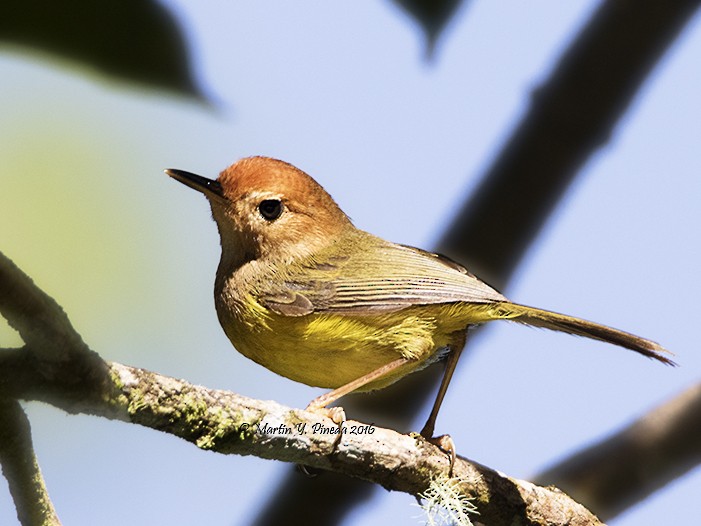 eBird Checklist - 30 Nov 2016 - Mt. Tagubud, New Bataan - 22 species