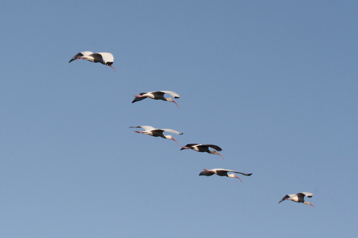 eBird Checklist - 30 Jan 2022 - Santa Ana NWR--Observation Tower - 56 ...