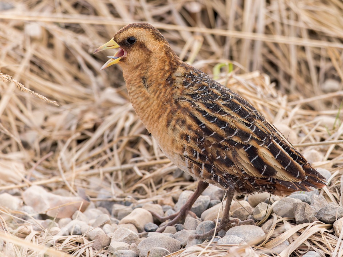Yellow Rail - Coturnicops noveboracensis - Birds of the World