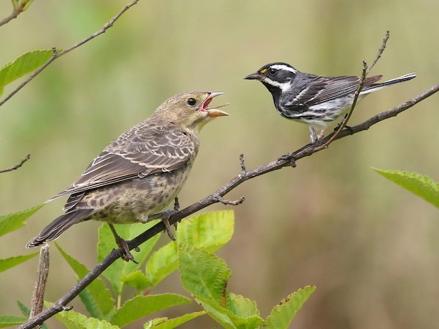 Baby Cowbird