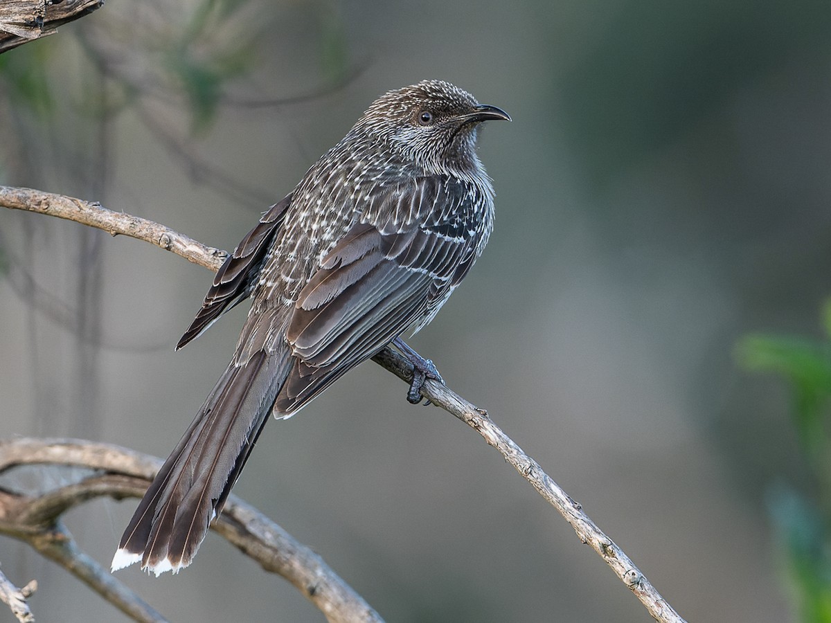 Little Wattlebird - Anthochaera chrysoptera - Birds of the World