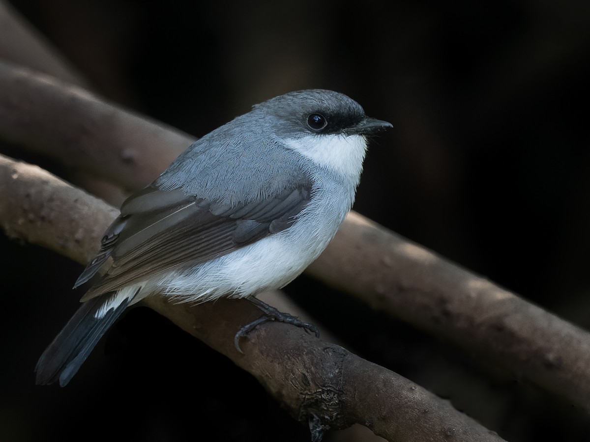 Mangrove Robin - Melanodryas pulverulenta - Birds of the World