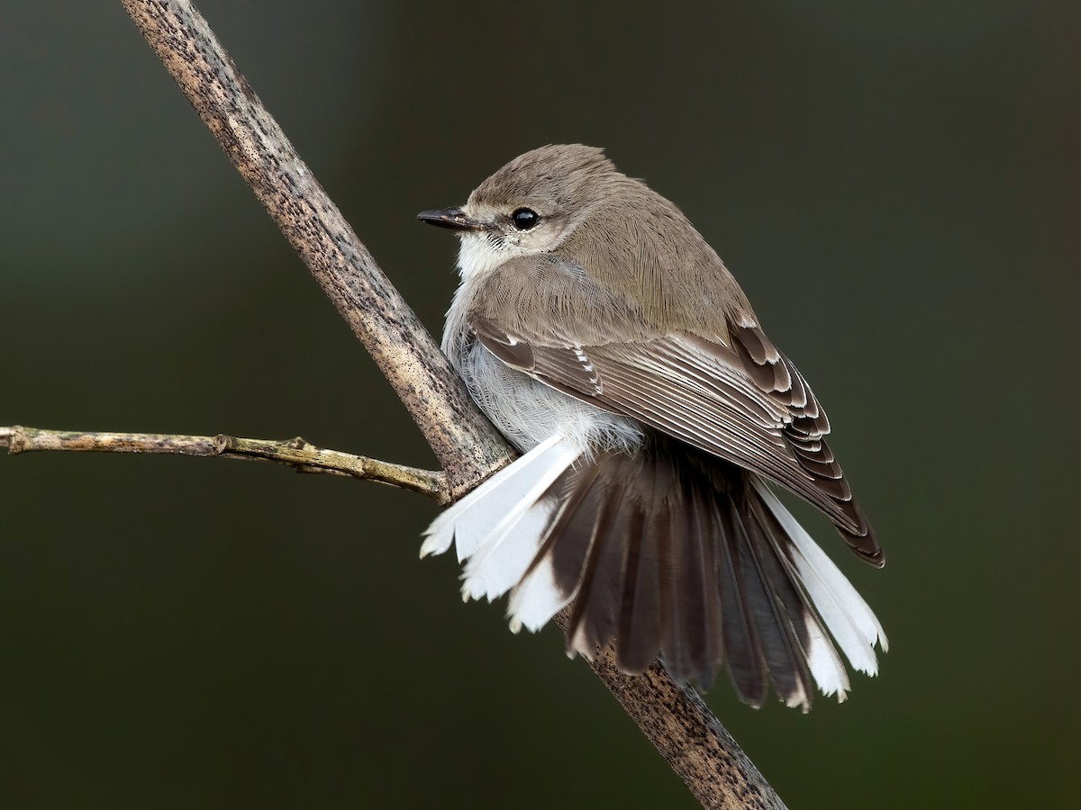 Jacky-winter - Microeca fascinans - Birds of the World