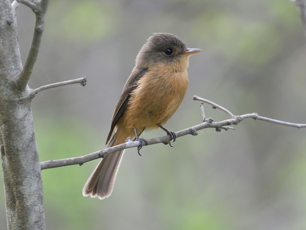 Lesser Antillean Pewee - Contopus latirostris - Birds of the World