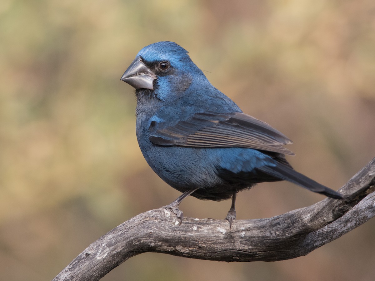 Ultramarine Grosbeak - Cyanoloxia brissonii - Birds of the World
