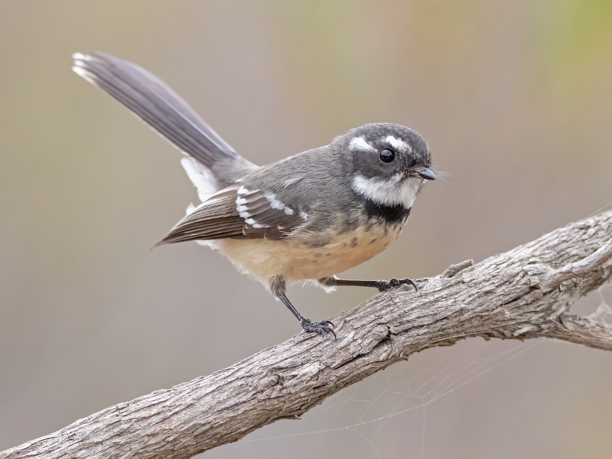 Gray Fantail - Rhipidura albiscapa - Birds of the World