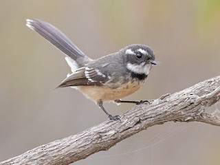 Gray Fantail - Rhipidura albiscapa - Birds of the World