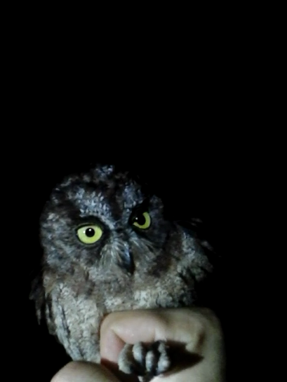 Photos - Principe Scops-Owl - Otus bikegila - Birds of the World