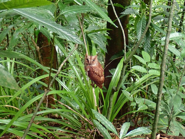 Photos - Principe Scops-Owl - Otus bikegila - Birds of the World