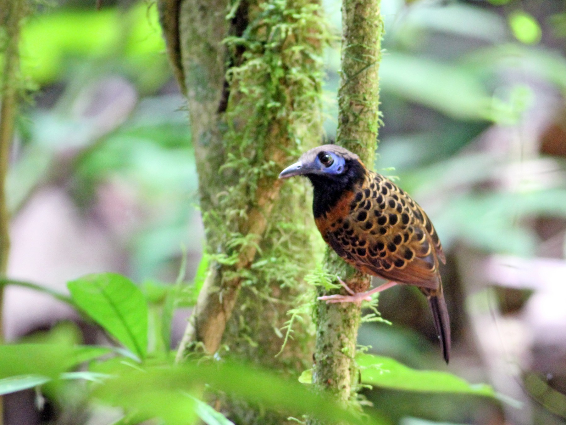 Ocellated Antbird - eBird