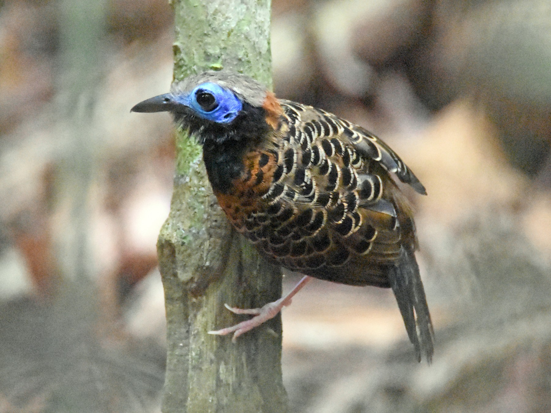 Ocellated Antbird - eBird