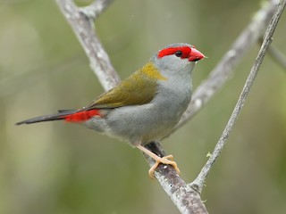 Red-browed Firetail - Neochmia temporalis - Birds of the World