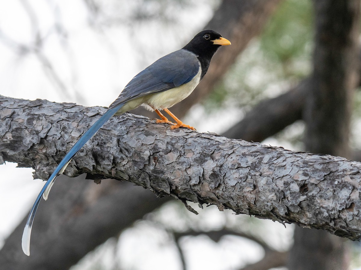Yellow-billed Blue-Magpie - Urocissa flavirostris - Birds of the World