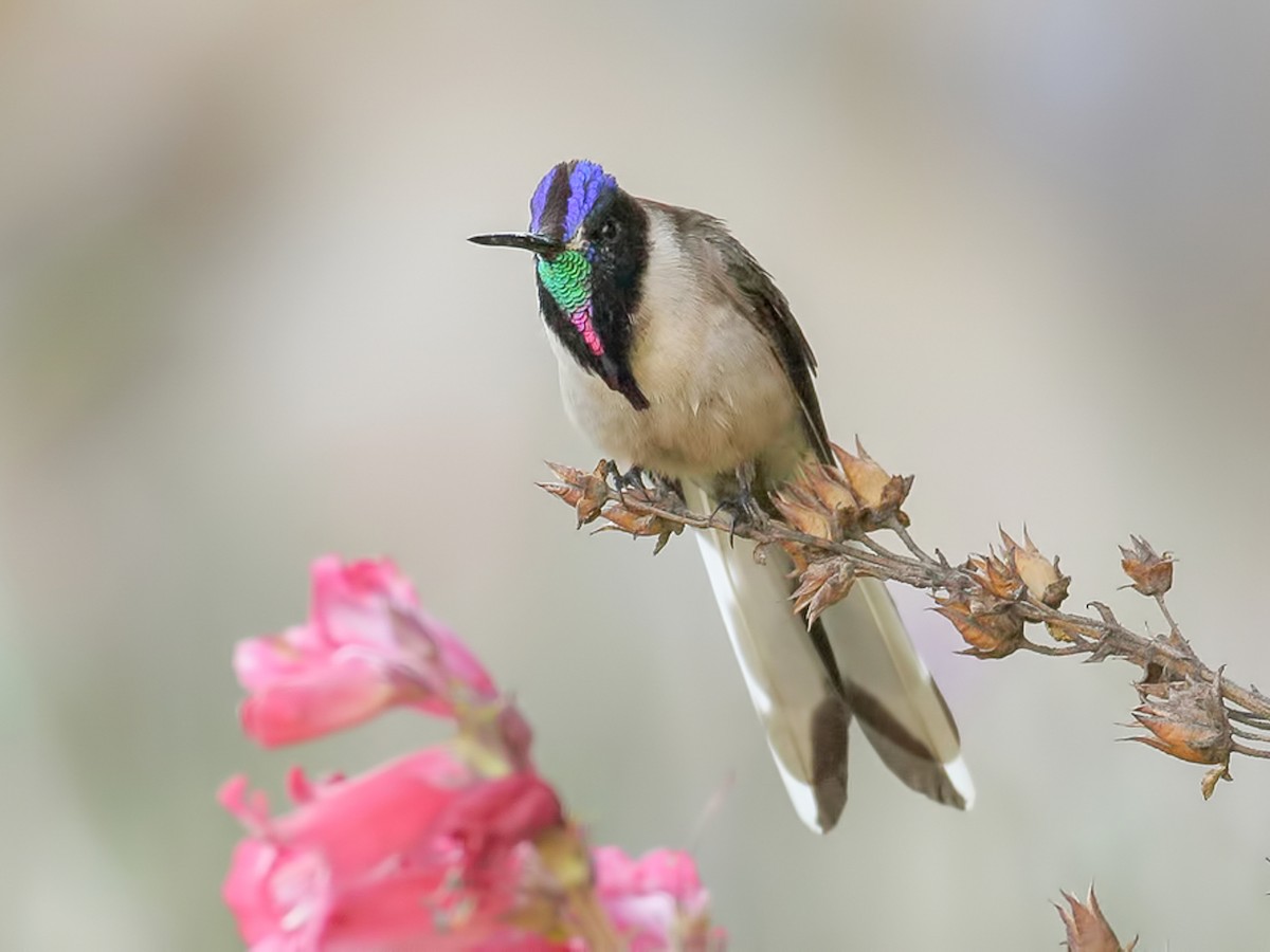 Bearded Mountaineer - Oreonympha nobilis - Birds of the World