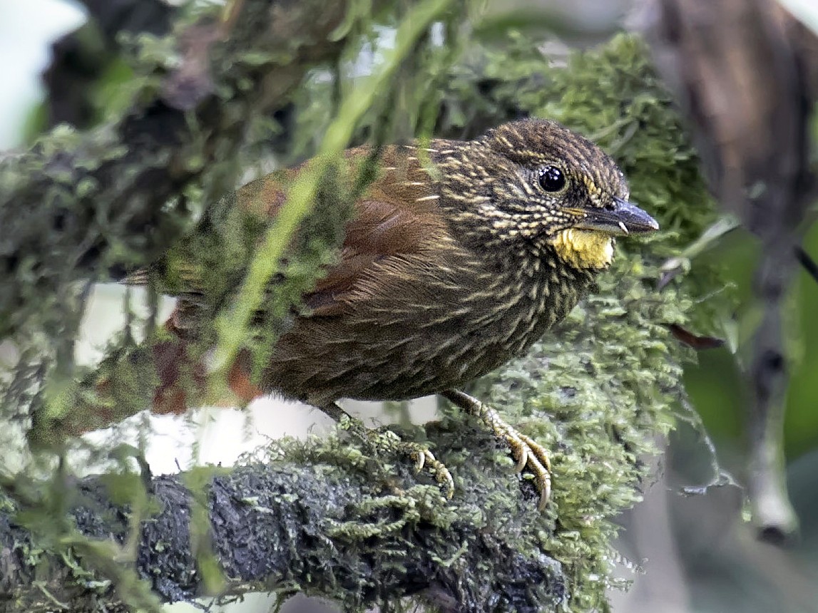 Lineated Foliage-gleaner - Syndactyla subalaris - Birds of the World