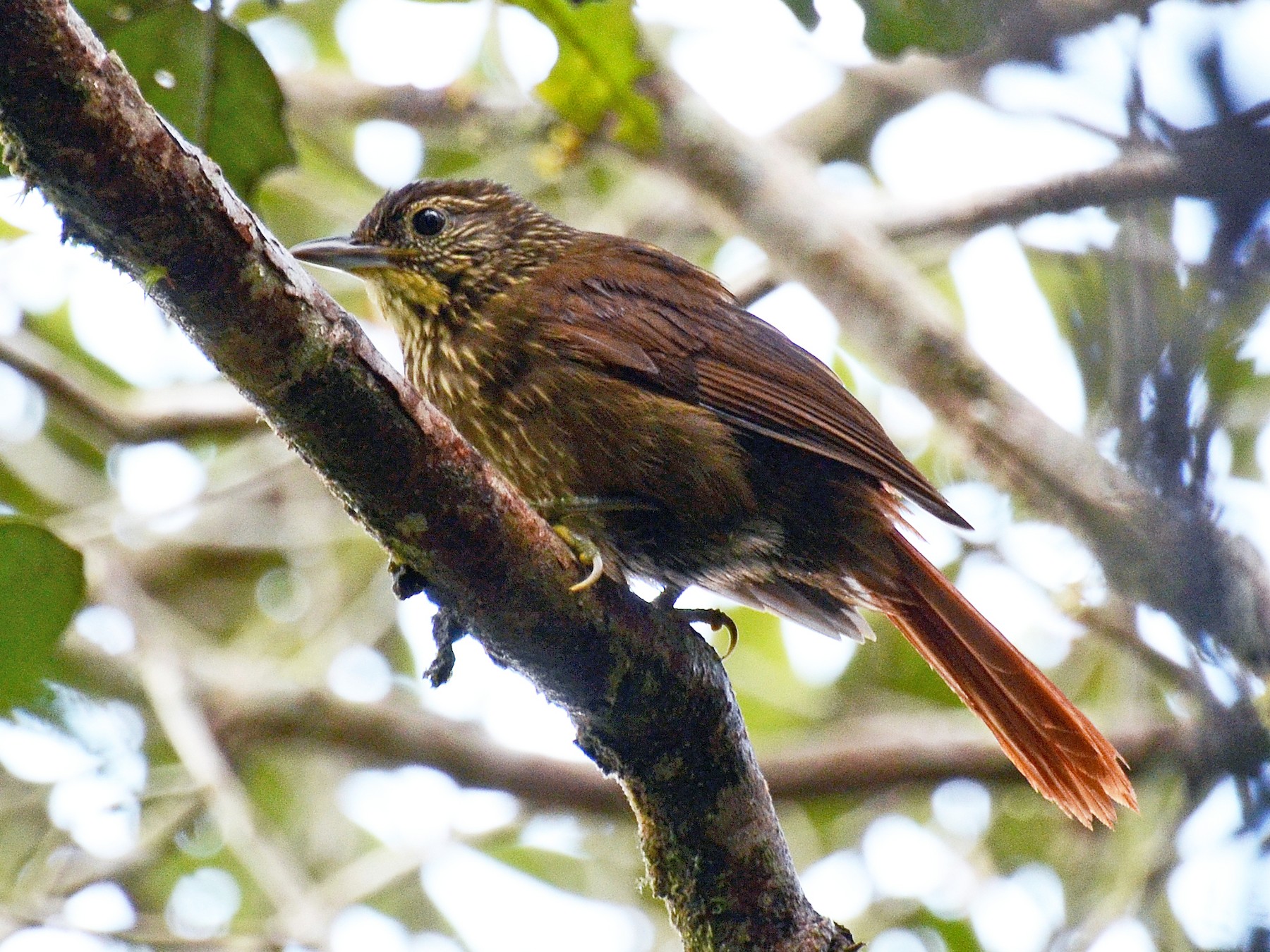 Lineated Foliage-gleaner - eBird