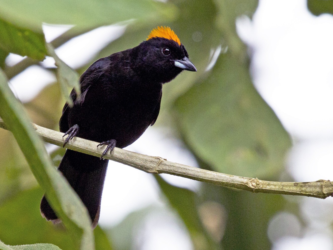 Tawny-crested Tanager - eBird