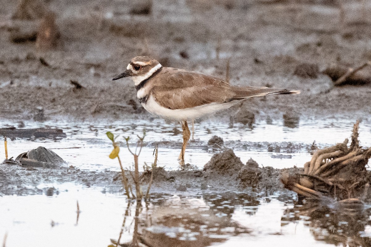 eBird Checklist - 27 Jul 2022 - SkyPond 4355 Langton Road, Hilliard ...