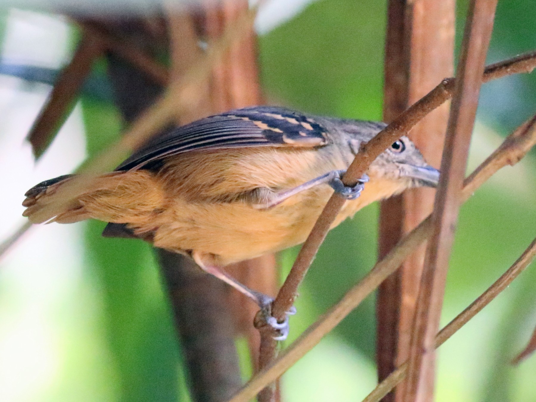 Checker-throated Stipplethroat - eBird
