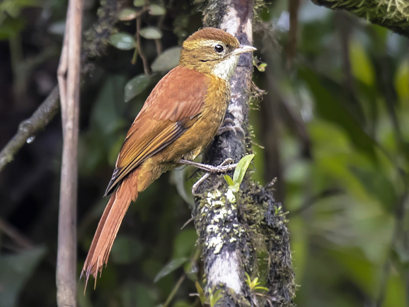 Ruddy Treerunner - eBird