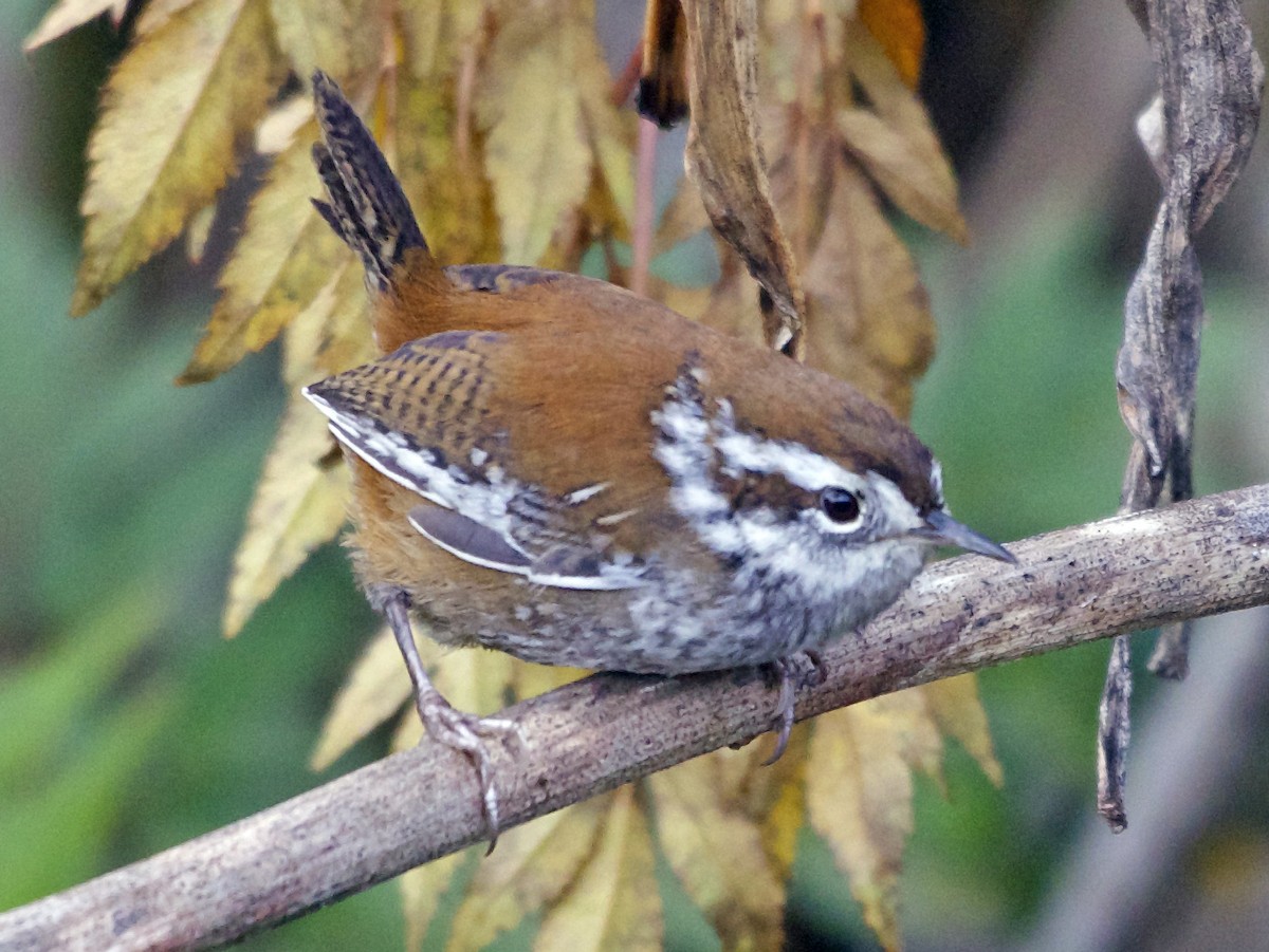 Timberline Wren - Thryorchilus browni - Birds of the World