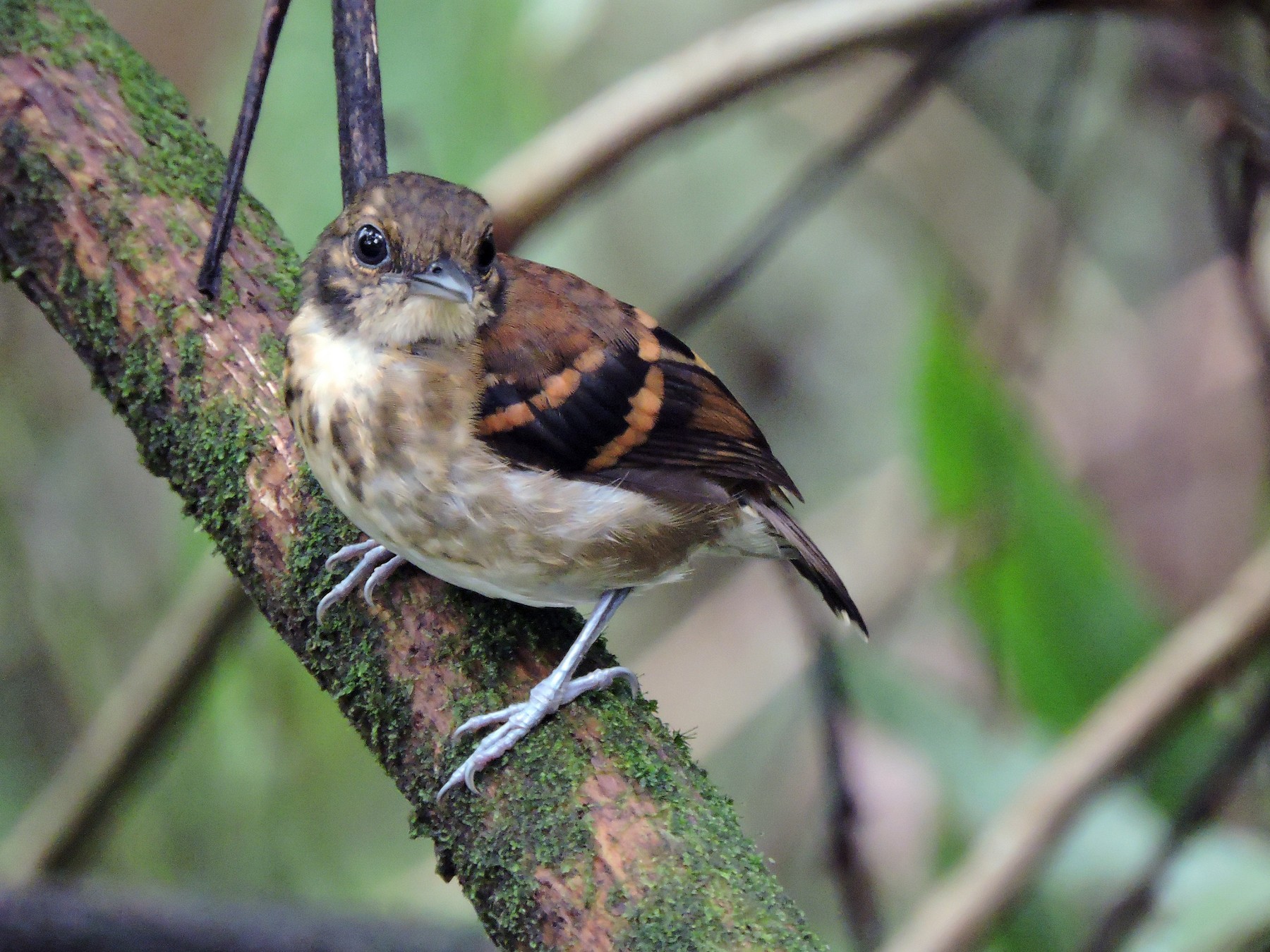 Spotted Antbird - eBird