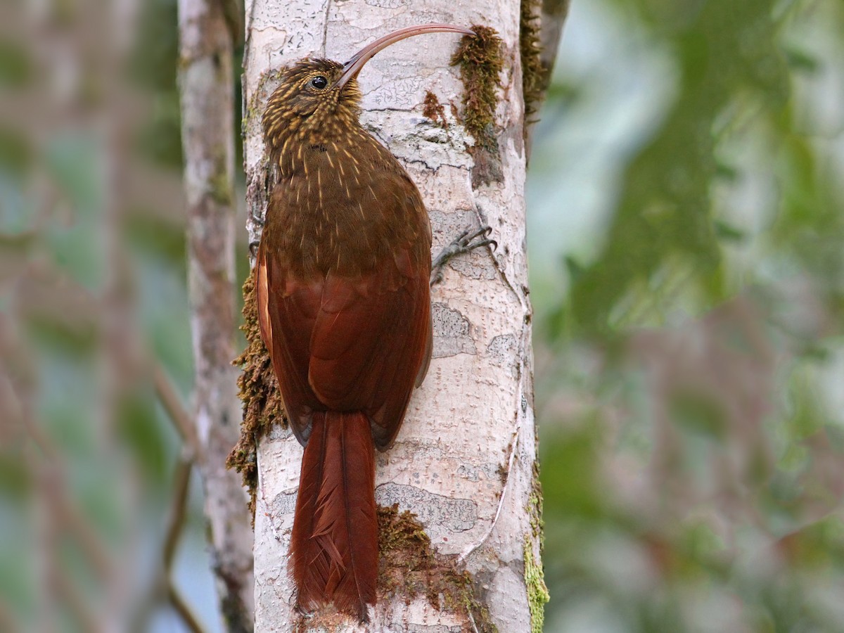 Brown-billed Scythebill - Campylorhamphus pusillus - Birds of the World