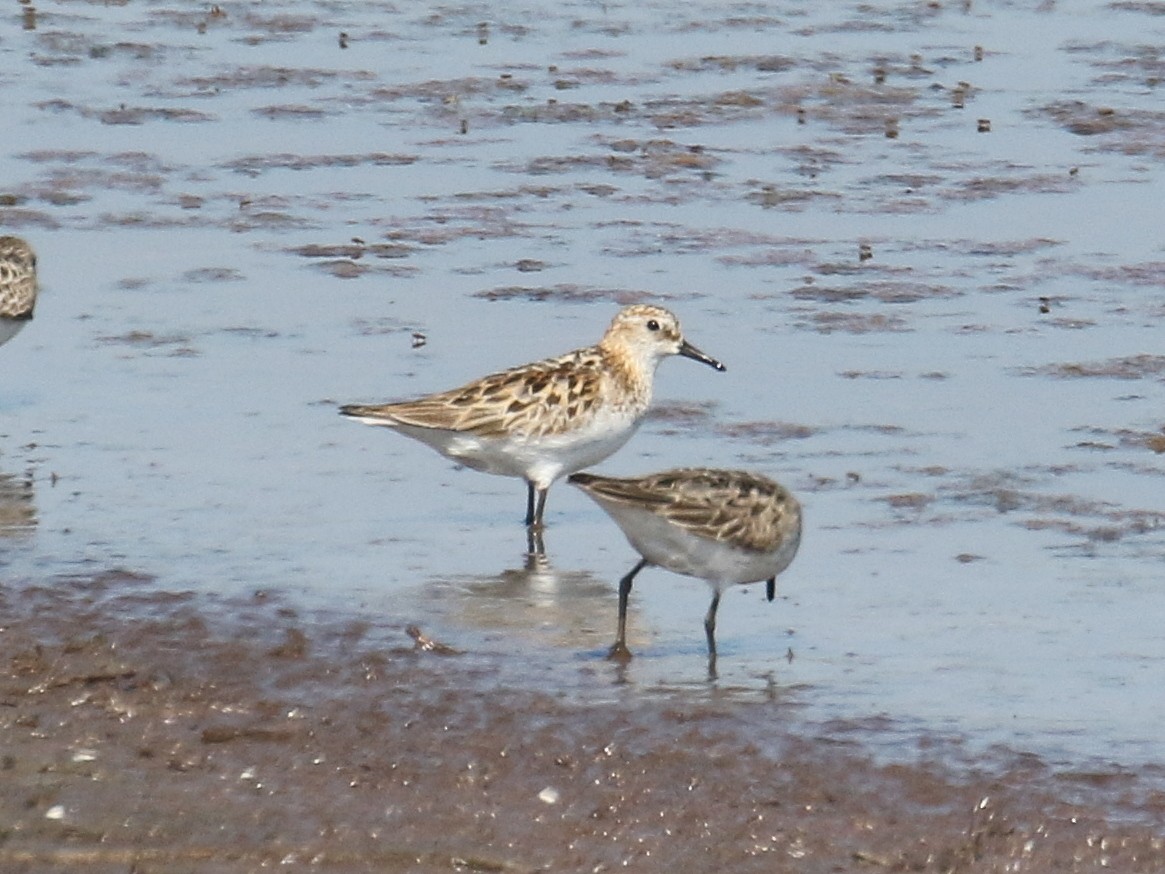 New Hampshire eBird Checklist - 28 Jul 2022 - stakeout Little Stint ...