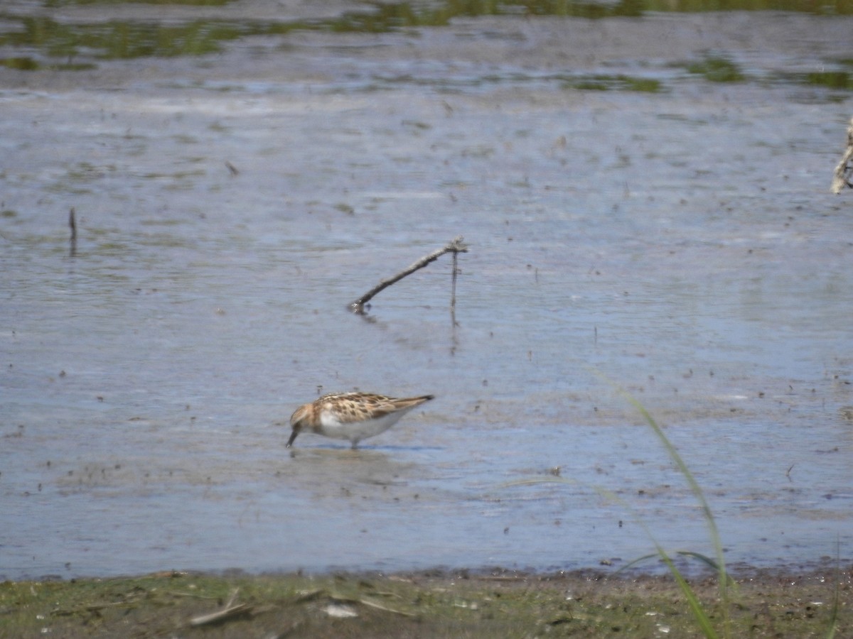 eBird Checklist - 28 Jul 2022 - stakeout Little Stint Marsh (2022) DO ...