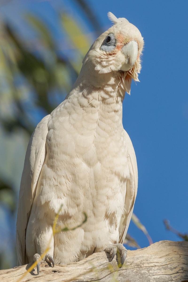 eBird Australia Checklist - 28 Jul 2022 - Tom O'Hara Park, Mount Isa ...