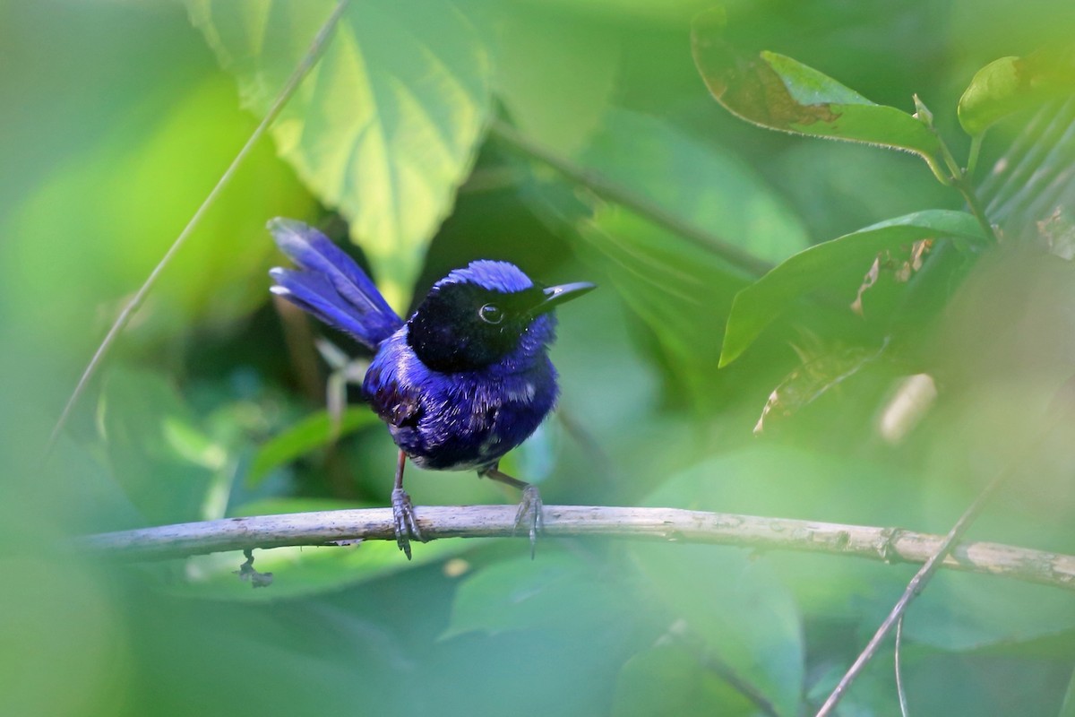 Emperor Fairywren - Malurus cyanocephalus - Birds of the World