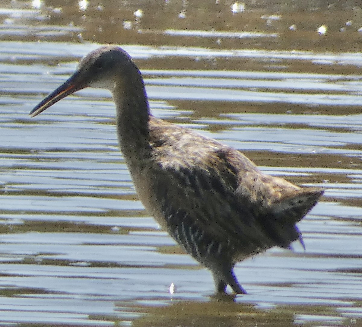 eBird Checklist - 21 Jul 2022 - Frank Shoemaker Marsh - 27 species