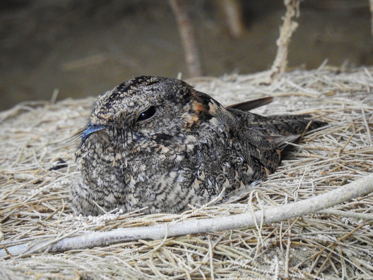 eBird Peru Checklist - 7 Jan 2019 - RN de Paracas--La Aguada - 1 species