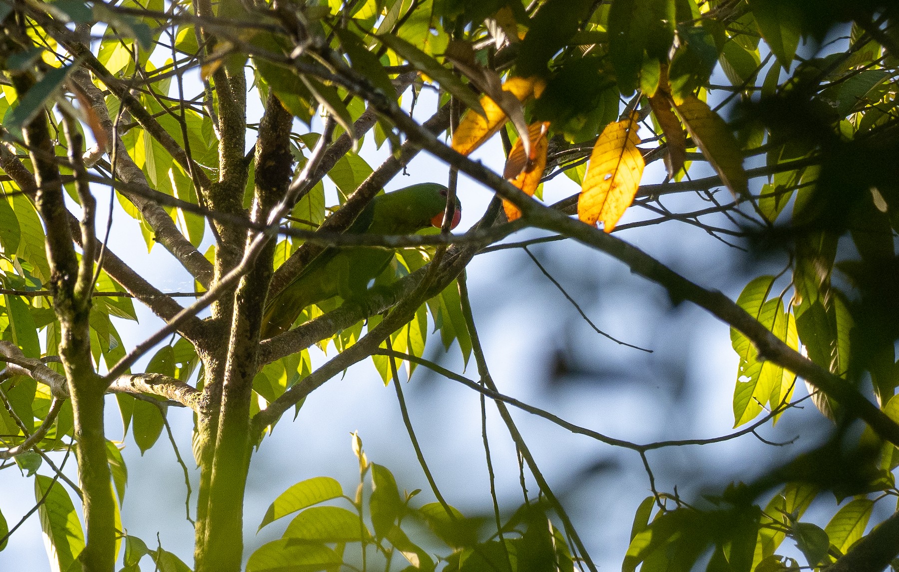 Celebeski edel papagaj (žutovrati) - eBird