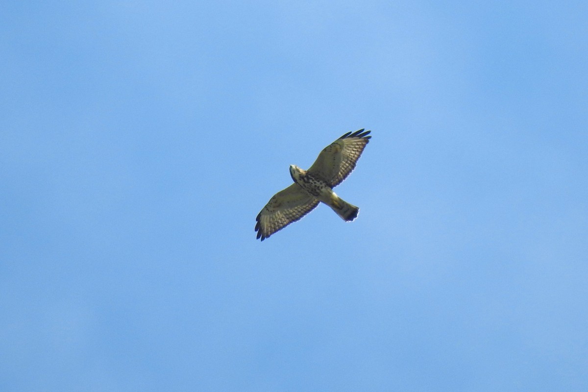 ML470959211 - Broad-winged Hawk - Macaulay Library