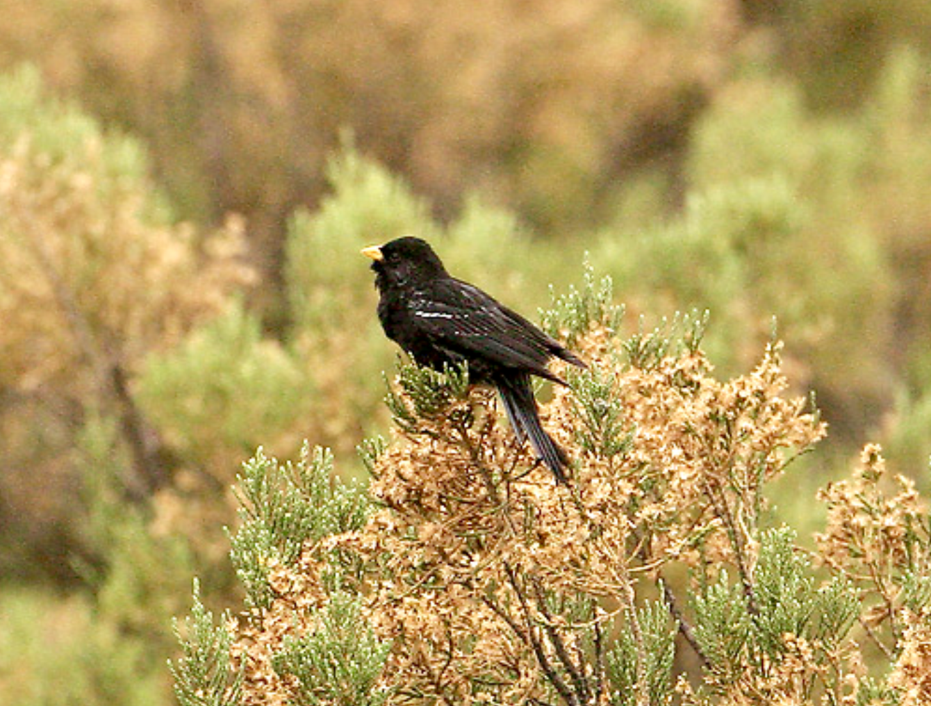 Yal Negro (coracina) - eBird