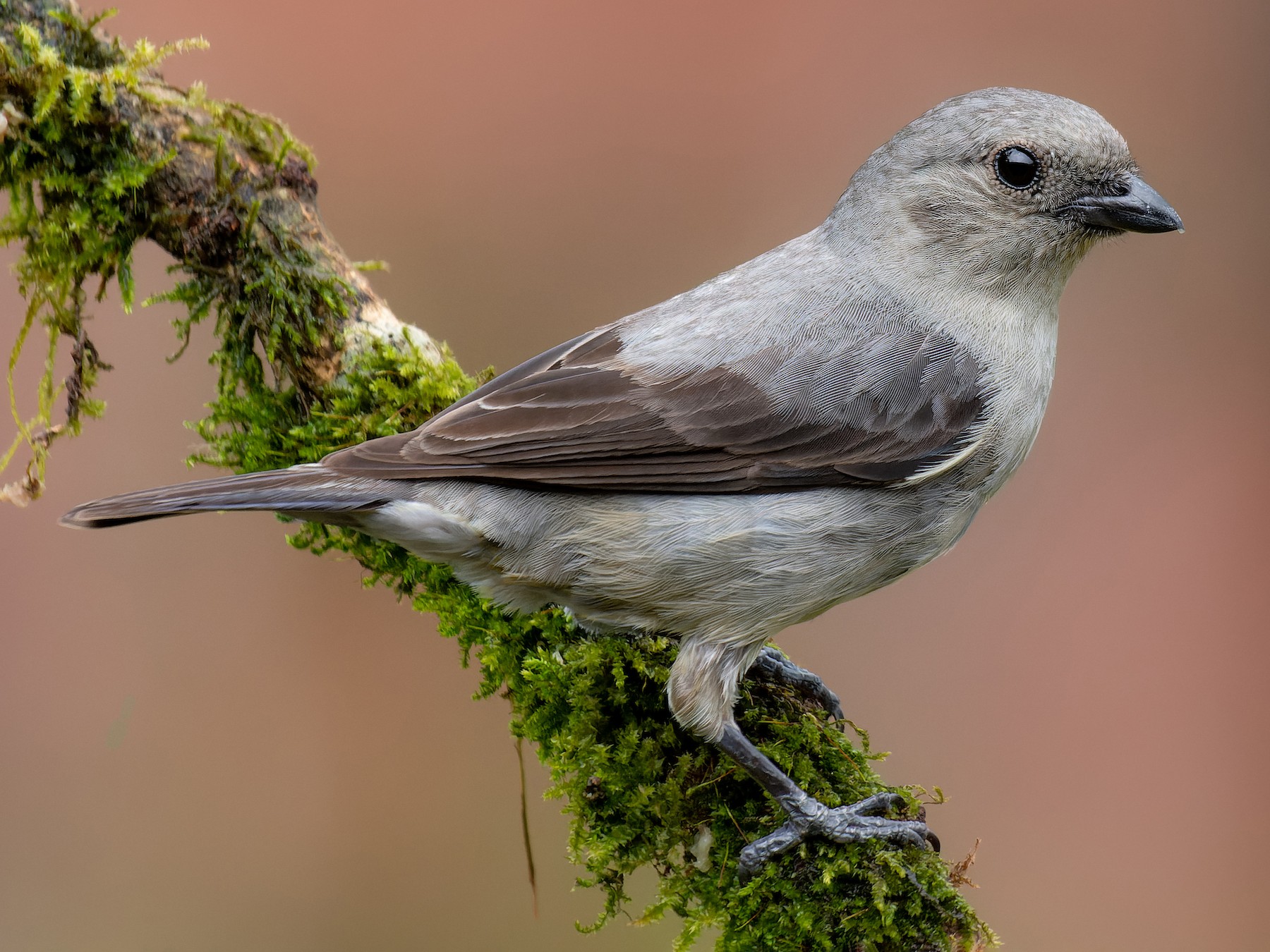 Plain-colored Tanager - eBird