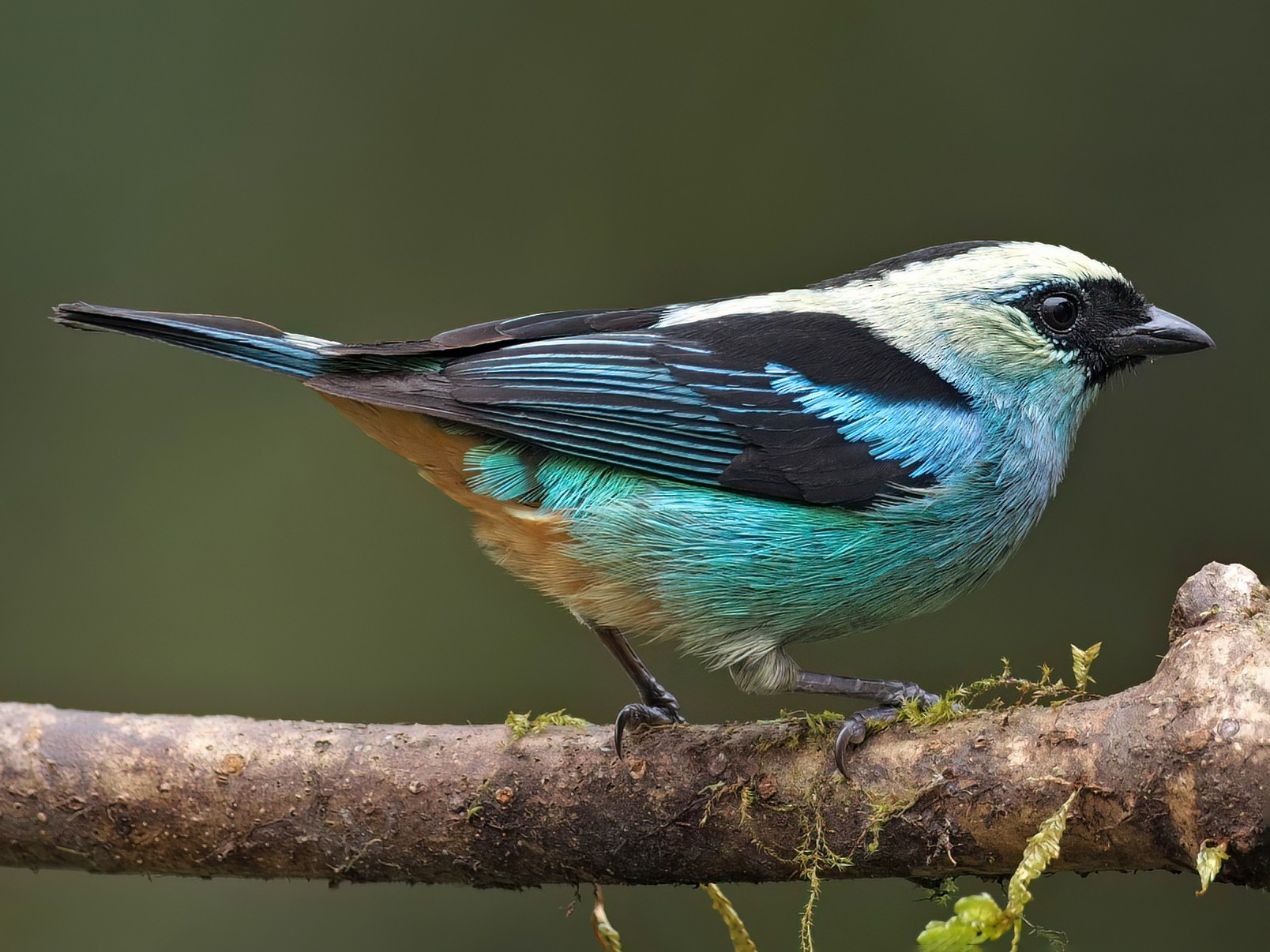 Metallic-green Tanager - eBird