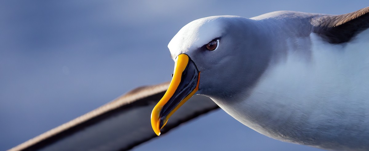 Birds of the World - Cornell Lab of Ornithology
