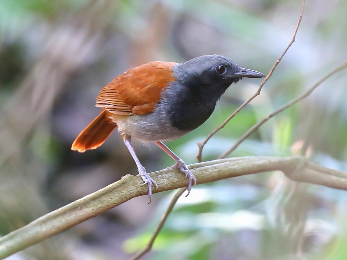White-bellied Antbird - Myrmeciza longipes - Birds of the World