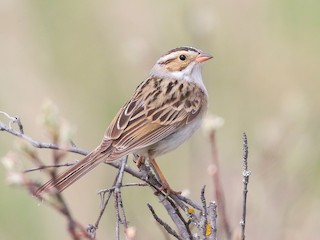 Clay-colored Sparrow - Spizella pallida - Birds of the World